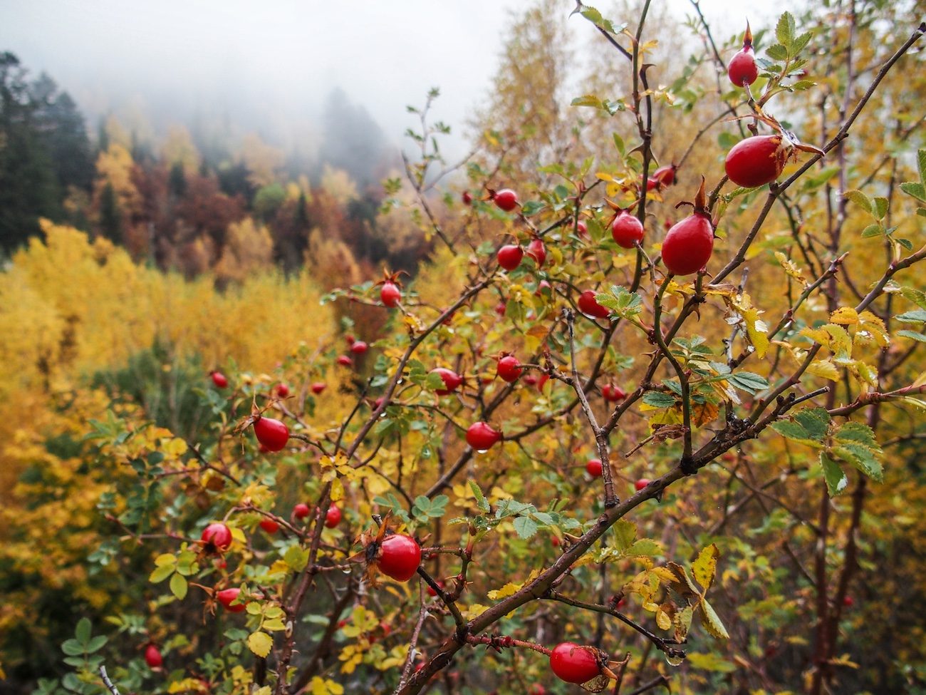 Autumn in the Spanish Pyrenees - Part 1 - Iberian Adventures